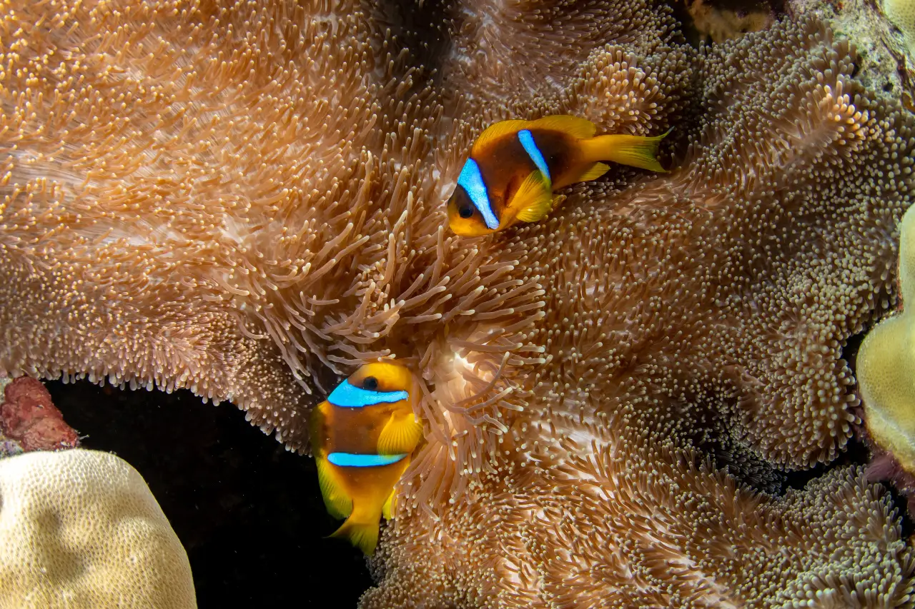 A Deep Dive into the Wonderful World of Clownfish - Lauderdale Divers